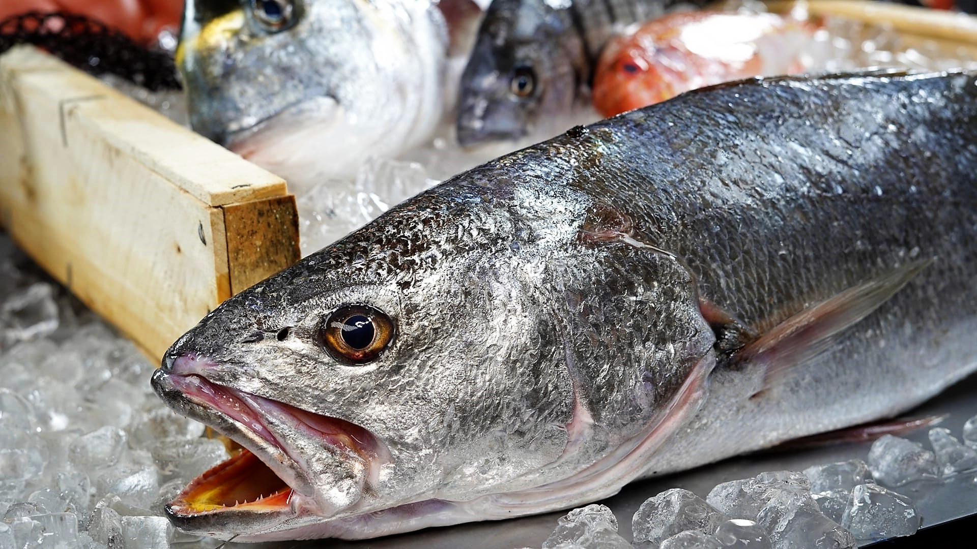 Corvina Chilena - AventurasenelAgua.cl