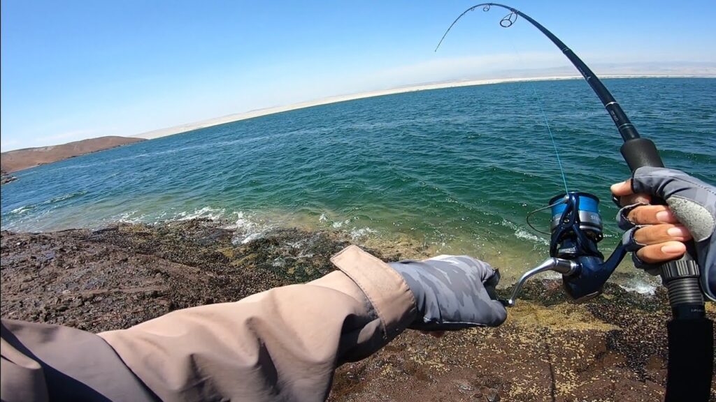 ¿Qué se pesca en Antofagasta? Guía completa de especies y técnicas ...