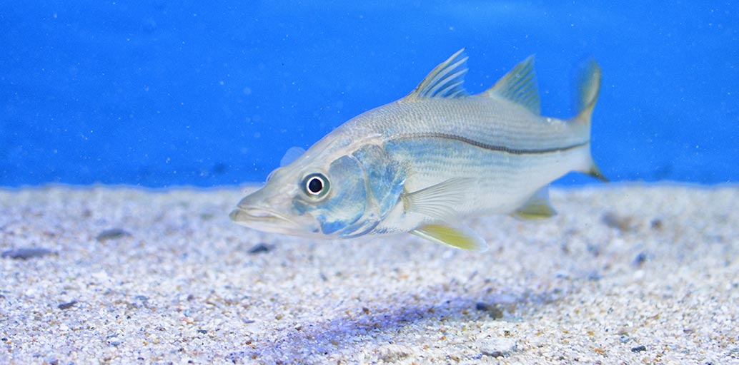 Róbalo - AventurasenelAgua.cl