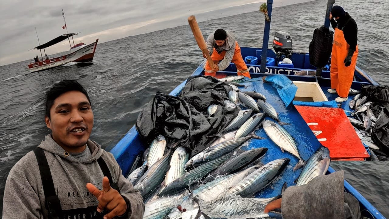 Guía Completa de Pesca Bonito: Técnicas y Consejos Efectivos ...