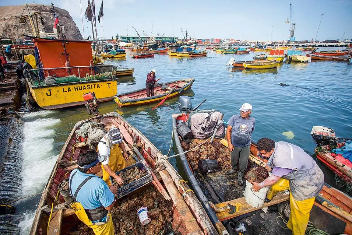 Pesca Artesanal en Chile: Tradición y Sostenibilidad en el Mar ...