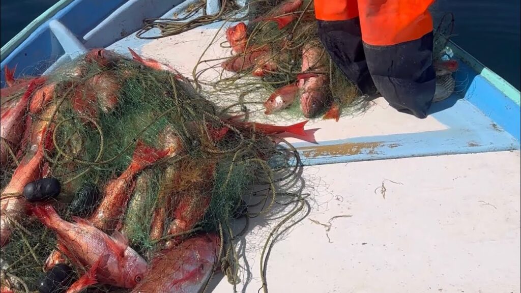 Pesca Chinchorro: Técnicas y Consejos para el Éxito - AventurasenelAgua.cl