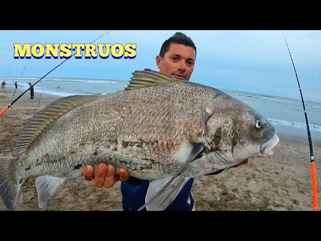 Pesca de Corvina Negra en Mar Chiquita: Guía Completa 2023 ...