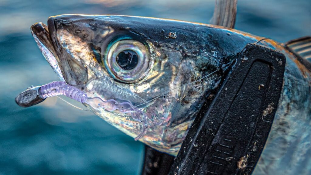 Pesca Jurel en Chile: Guía Completa para Atraer Este Pez ...