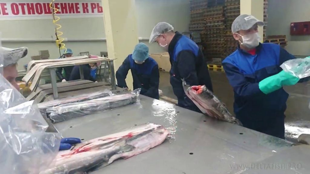 Pescado MSC: Beneficios y Cómo Elegir el Mejor Producto ...