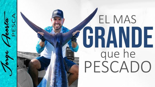 Pesca del Marlin Azul: Guía Completa y Consejos Esenciales ...