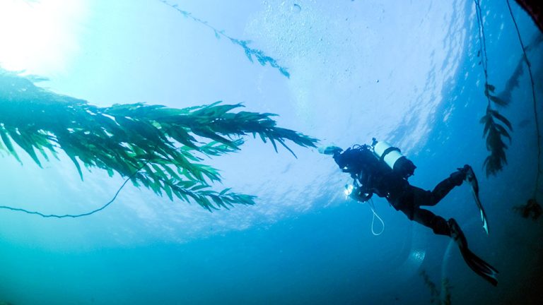 Huiro alga Macrocystis pyrifera: Características y distribución