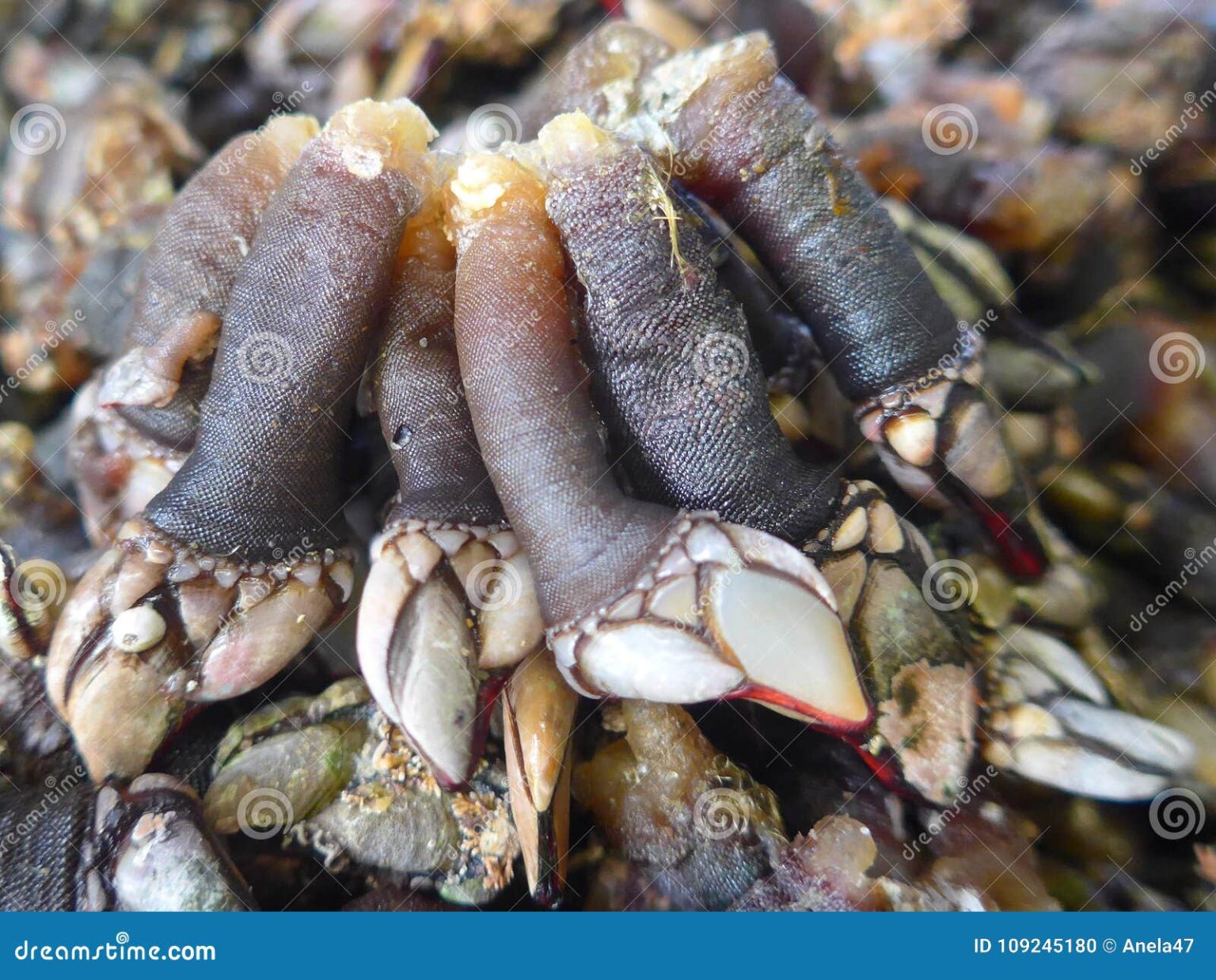 Lapas chilenas: ¿Qué son, dónde encontrarlas y tipos de lapa mariscos?