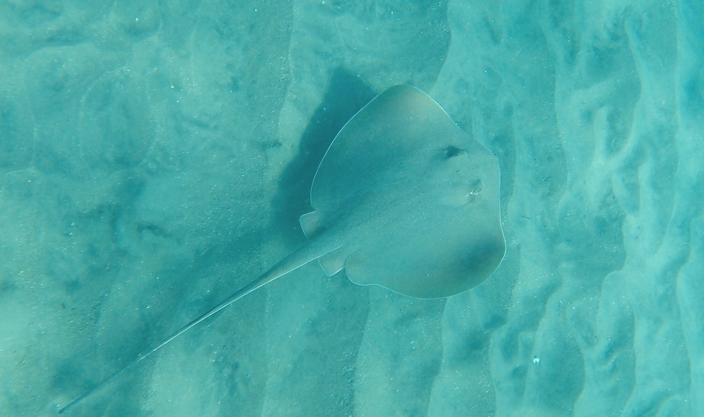 Raya chilena y mantarraya chilena: Hábitat y distribución costera