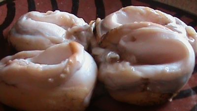 Tipos de Moluscos Chilenos: Mariscos, Mollusca y Más en Chile